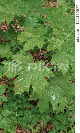 Closeup of fresh green maple tree leaves wet...の写真素材 [121386674] - PIXTA