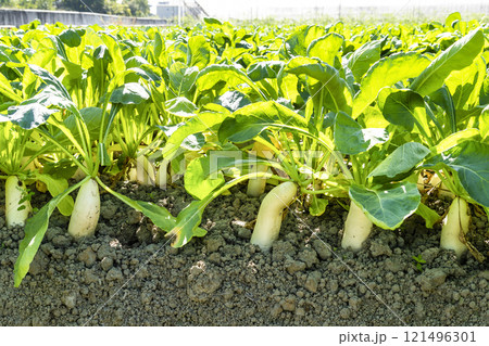 Close-up of ripe White Jade Radishes are...の写真素材 [121496301] - PIXTA