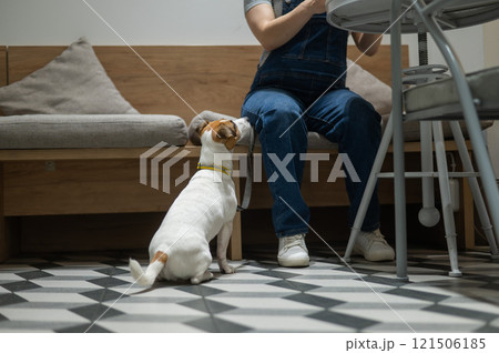 Jack Russell sits on the floor in a cafe and...の写真素材 [121506185] - PIXTA