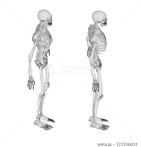 Set with human skeleton wireframe from black...のイラスト素材 [121536033] - PIXTA