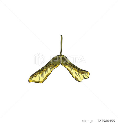 Autumn winged maple seed hand drawn vector...のイラスト素材 [121580455] - PIXTA