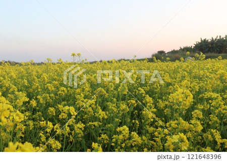 mustard farm on field for harvest are cash cropsの写真素材 [121648396] - PIXTA
