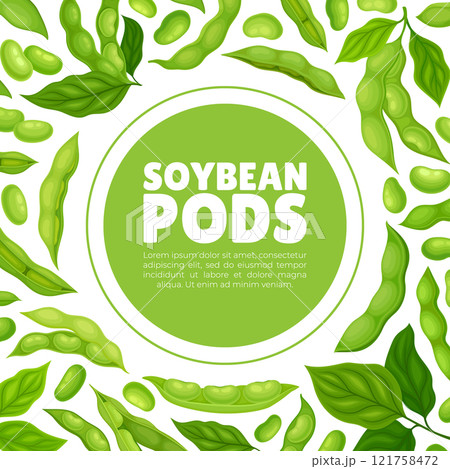 Green Soybean Pod Natural Organic Crop Banner...のイラスト素材 [121758472] - PIXTA