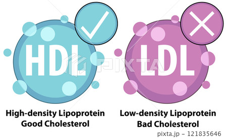 Understanding HDL and LDL Cholesterolのイラスト素材 [121835646] - PIXTA