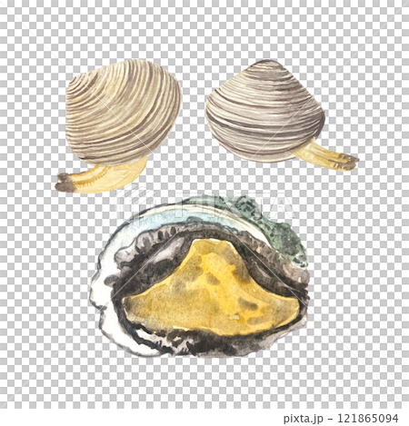 Abalone in a shell and clams watercolor...のイラスト素材 [121865094] - PIXTA