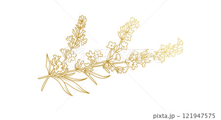 Golden Lavender flowers line art isolated on...のイラスト素材 [121947575] - PIXTA