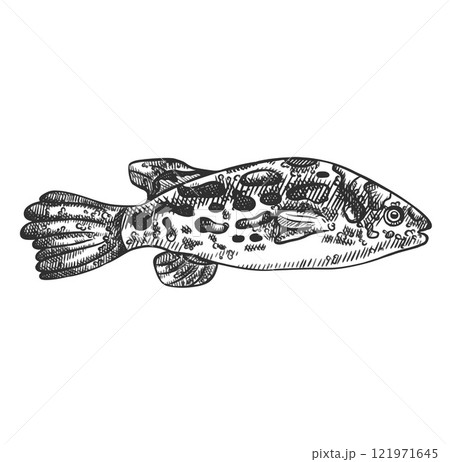 Vector illustration of rockfish sea fish. A...のイラスト素材 [121971645] - PIXTA