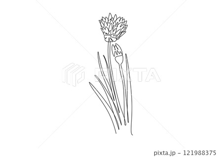 Continuous one line drawing beauty fresh allium...のイラスト素材 [121988375 ...