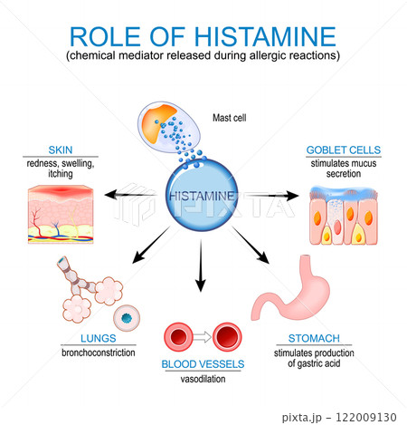 Histamine. Mast cells and Immune response on...のイラスト素材 [122009130] - PIXTA