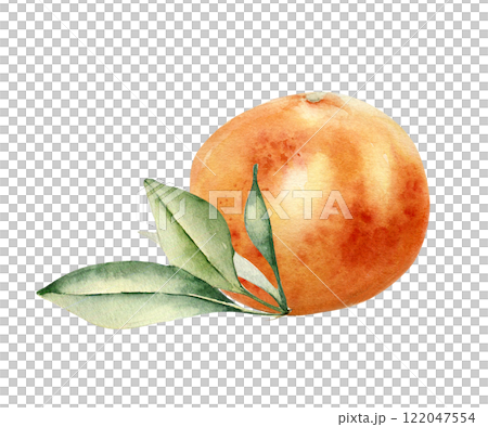 Whole Grapefruit and leaves watercolor...のイラスト素材 [122047554] - PIXTA