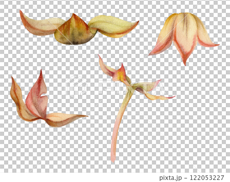 Cloudberry raspberry fruit receptacle seed pod...のイラスト素材 [122053227 ...