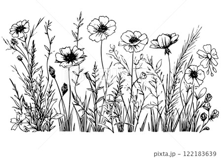 Hand drawn ink sketch of meadow wild flower...のイラスト素材 [122183639] - PIXTA