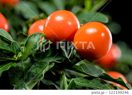 Vibrant Orange Jerusalem cherry Berries on...の写真素材 [122199246] - PIXTA