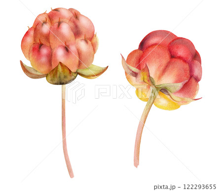 Cloudberry raspberry sloe fruit on receptacle...のイラスト素材 [122293655] - PIXTA