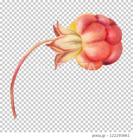 Cloudberry raspberry sloe fruit on receptacle...-插圖素材 [122293661] - PIXTA圖庫