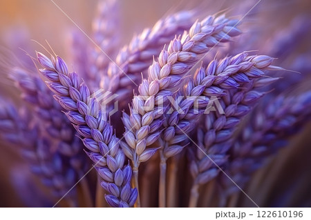 Vibrant Purple Wheat Close-Up: Nature's Beauty...のイラスト素材 [122610196 ...