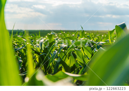 Corn field on a sunny summer day. Close up of...の写真素材 [122663223] - PIXTA