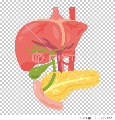 pancreas, vector, vectors - Stock Illustration [122779562] - PIXTA