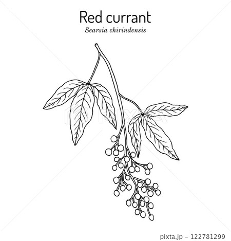 Red currant Searsia chirindensis , edible and...のイラスト素材 [122781299] - PIXTA