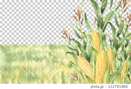 Cornfield or golden maize field watercolor... - Stock Illustration ...