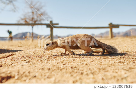 Close up view of little gopher outdoorsの写真素材 [123007639] - PIXTA