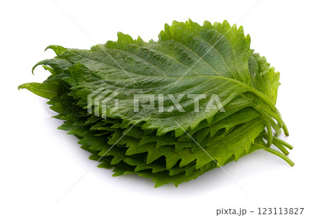 Fresh Green Shiso or Oba leaf isolated on a...の写真素材 [123113827] - PIXTA