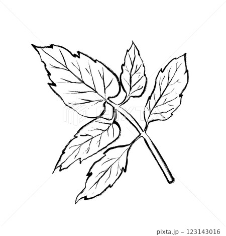 Tomato leaf vectorのイラスト素材 [123143016] - PIXTA