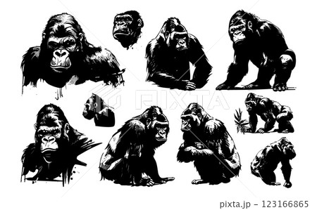 Ape gorilla black ink sketch vector set....のイラスト素材 [123166865] - PIXTA