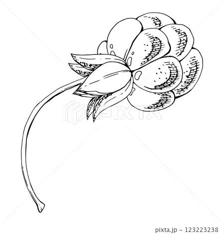 Cloudberry raspberry sloe fruit on receptacle...のイラスト素材 [123223238] - PIXTA