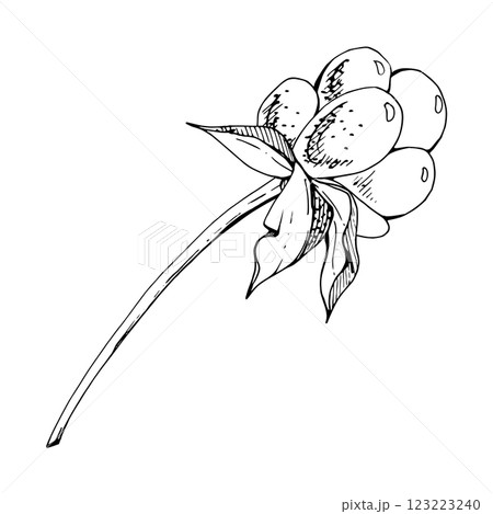Cloudberry raspberry sloe fruit on receptacle...のイラスト素材 [123223240] - PIXTA