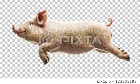 Jumping pig demonstrates agility in a side view...-插圖素材 [123255193 ...