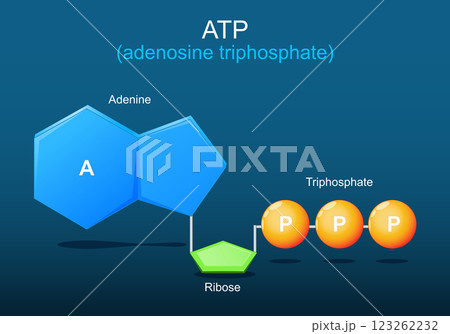 ATP molecule. Molecular chemical formula and...のイラスト素材 [123262232] - PIXTA