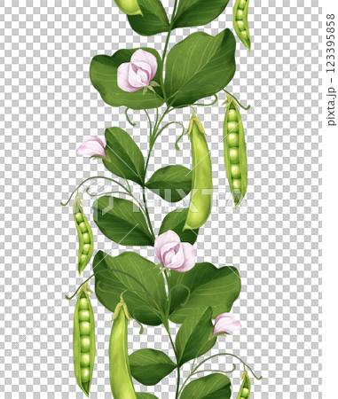 Green peas seamless border with pods and...のイラスト素材 [123395858] - PIXTA