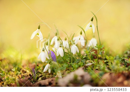 Spring blossoming snowbell, springtime...の写真素材 [123558433] - PIXTA