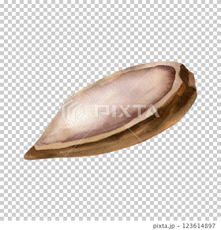 Cocoa empty dried pod watercolor illustration,...のイラスト素材 [123614897 ...