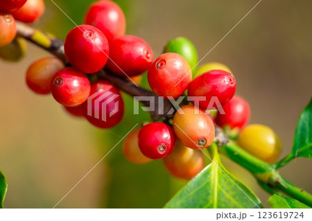 Close up harvest red ripe coffee seed robusta arabica berry harvesting ...