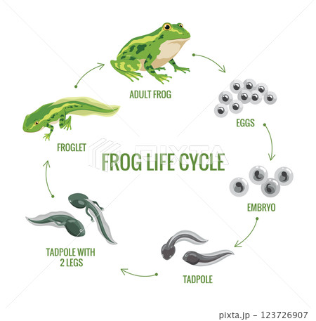 Frog life cycle stages. Wild water animal,...のイラスト素材 [123726907] - PIXTA
