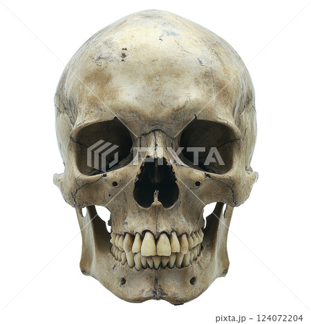 Human skull isolated on white backgroundのイラスト素材 [124072204] - PIXTA