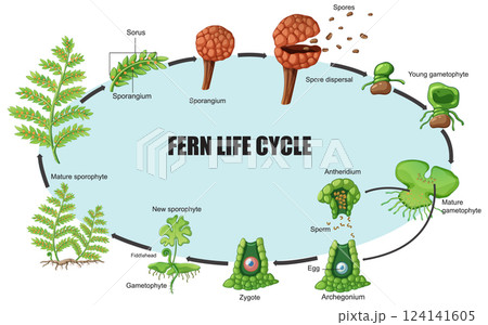 Fern Life Cycle Vector Illustration Diagramのイラスト素材 [124141605] - PIXTA