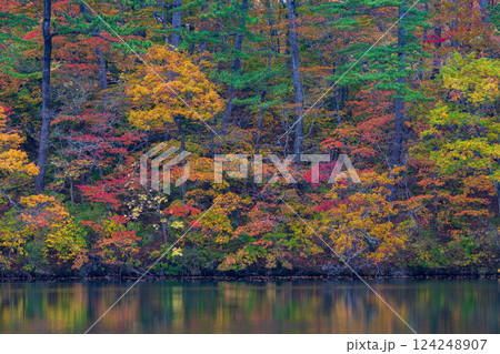 秋の世界遺産白神山地 紅葉の十二湖 王池の写真素材 [124248907] - PIXTA