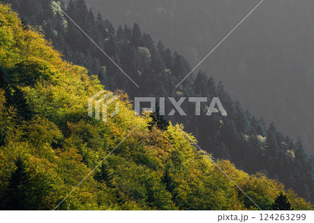 Image of a forest full of trees decorated with...の写真素材 [124263299] - PIXTA