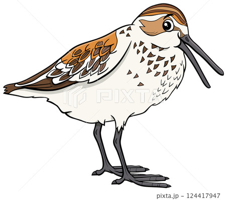 cartoon western sandpiper bird wild animal...のイラスト素材 [124417947] - PIXTA