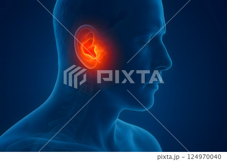 Human Ear Anatomy with Highlighted Inner Ear in...のイラスト素材 [124970040 ...