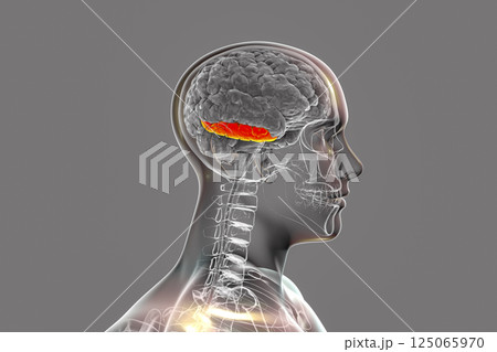 Human brain in body with highlighted inferior...のイラスト素材 [125065970] - PIXTA