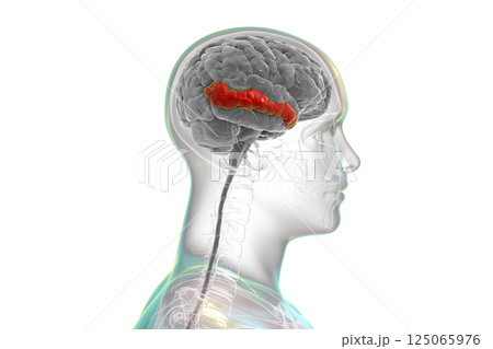 Human brain with highlighted middle temporal gyrusのイラスト素材 [125065976 ...