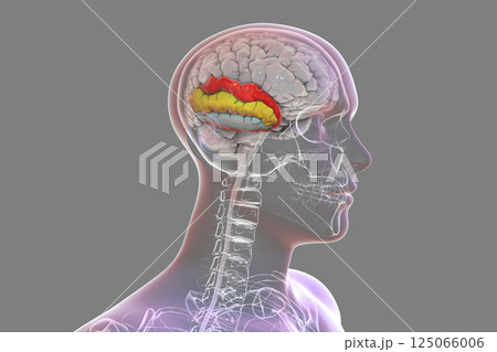 Human brain in body with highlighted temporal gyriのイラスト素材 [125066006 ...