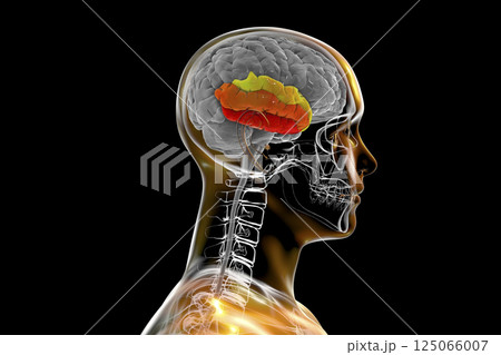 Human brain in body with highlighted temporal gyriのイラスト素材 [125066007 ...