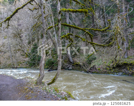 Forest river stream flow of water in the...の写真素材 [125081625] - PIXTA