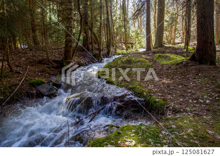 Forest river stream flow of water in the...の写真素材 [125081627] - PIXTA