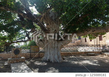 A majestic centuries-old tree in Levkara,...の写真素材 [125089181] - PIXTA